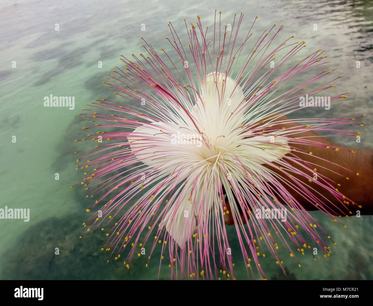 Flower of Fish Poison Tree on the backgroud of turquoise sea ...