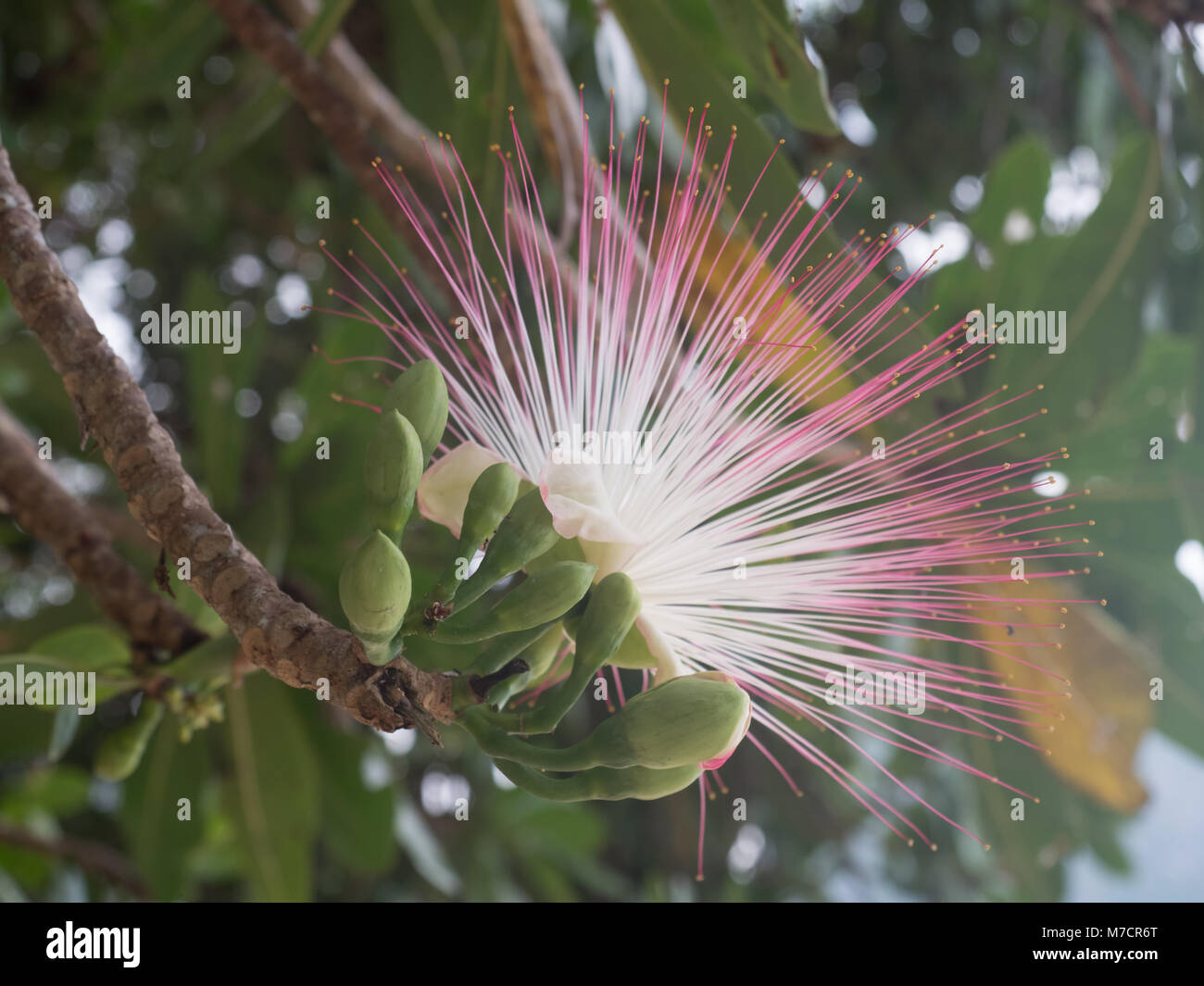 Flower of Barringtonia asiatica, Fish Poison Tree, Sea Poison Tree ...