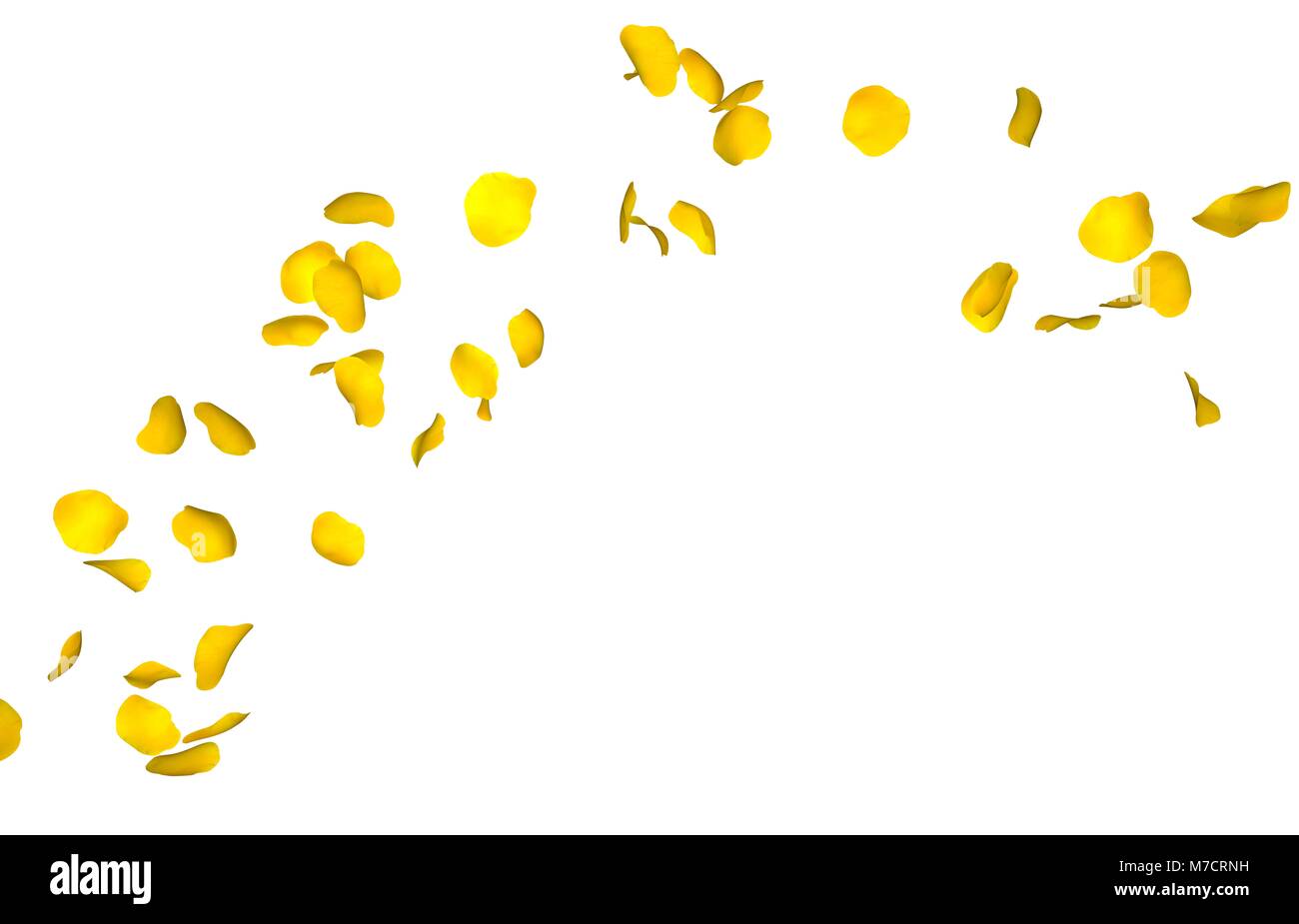 Yellow rose petals fly in a circle. The center free space for Your ...