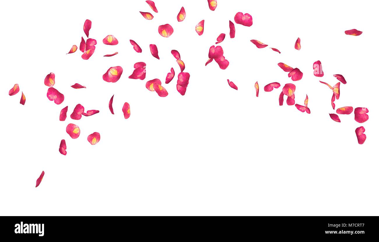 Red rose petals fly in a circle. The center free space for Your photos ...