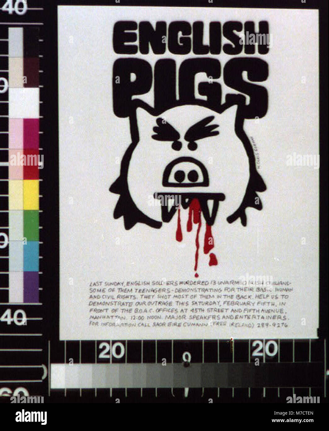 A photograph of English pigs, depicting farm animals in rural England ...