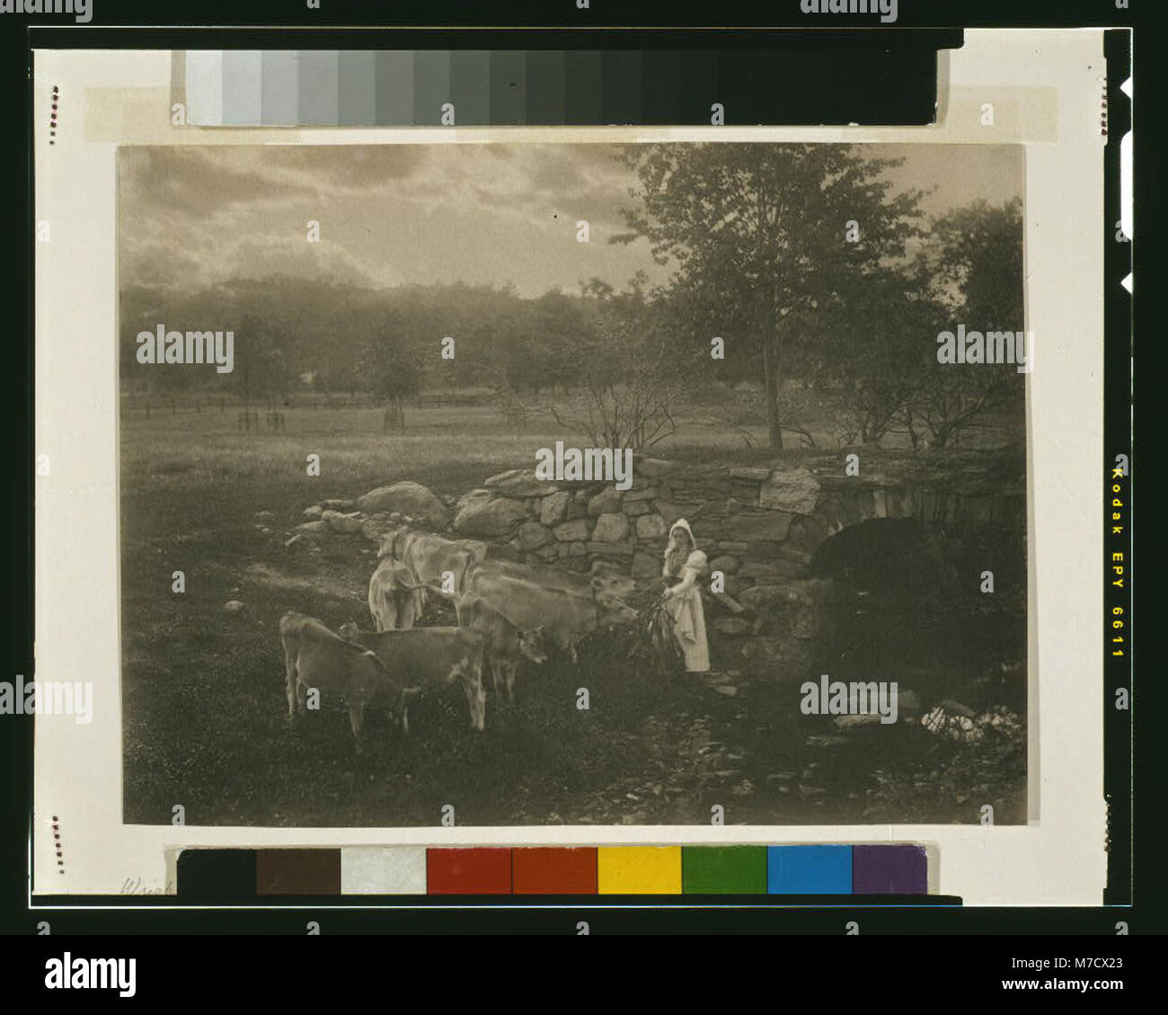 The image depicts Mrs. Mabel Osgood Wright feeding calves. Wright ...
