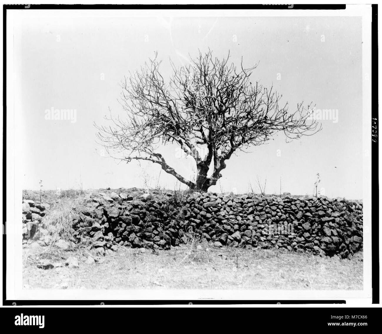 A photograph of a fig tree in Palestine, showing the damage caused by a ...