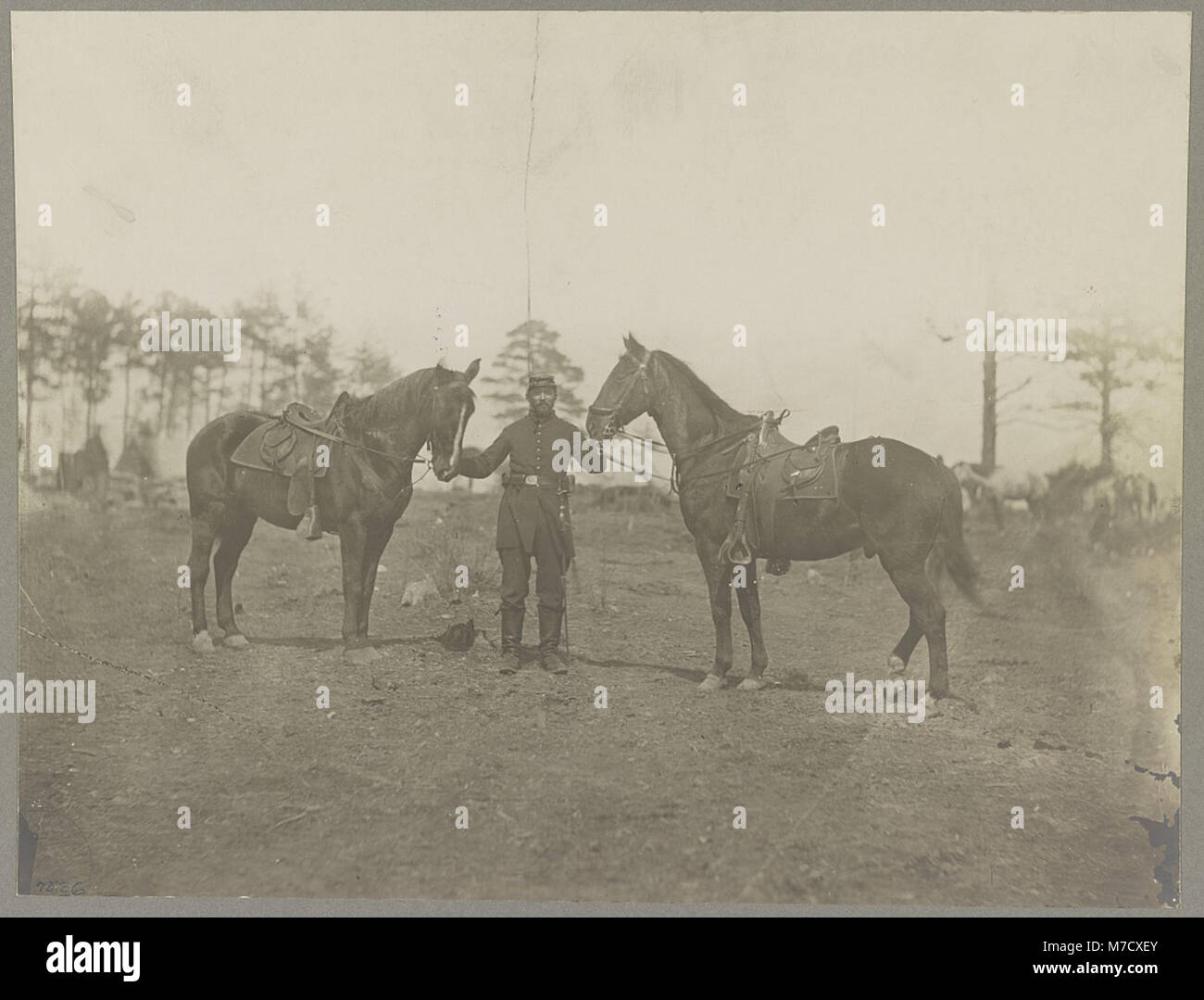 A photograph of Colonel Sharpe's horses stationed in Falmouth, Virginia ...