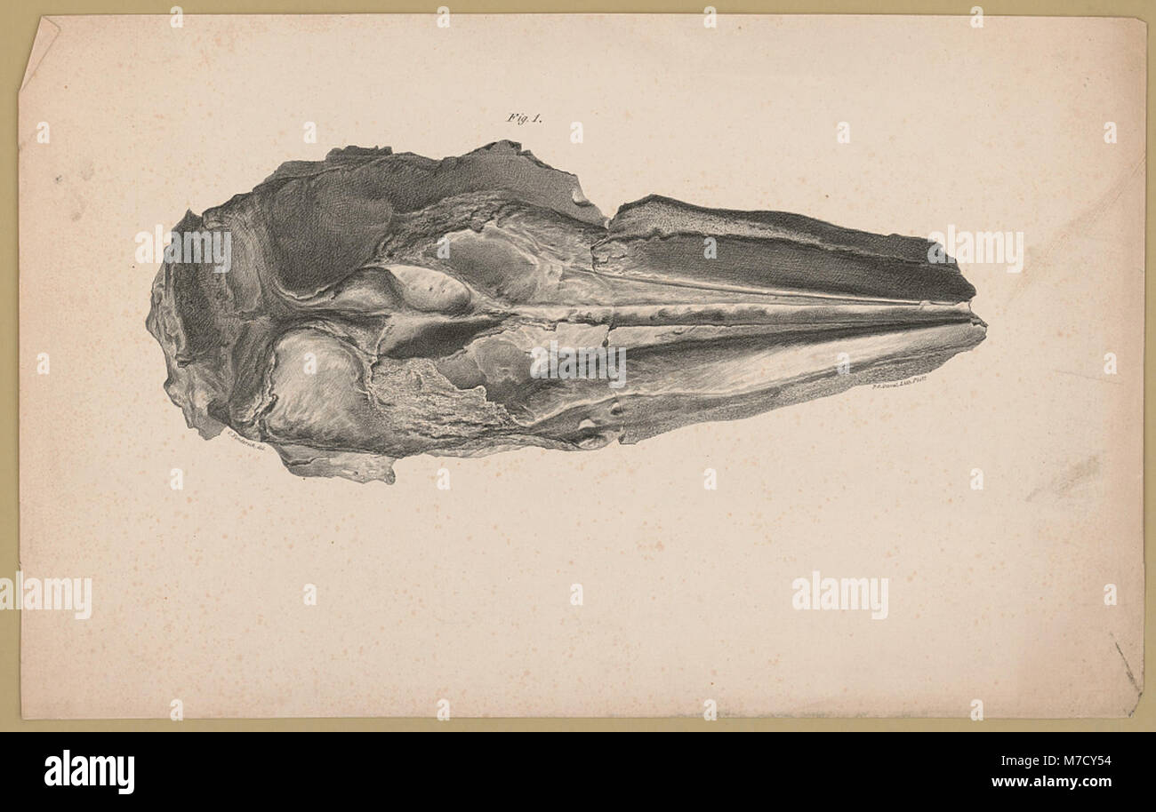 The image depicts fossils, categorized in Figures 1-4, offering ...