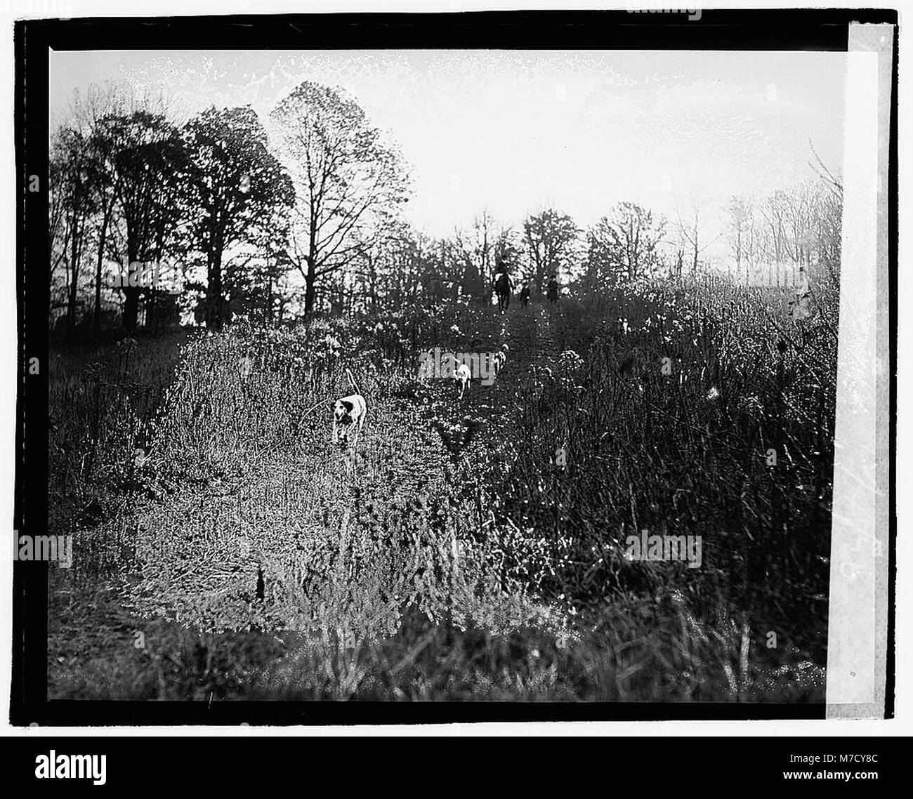 A photograph capturing a fox hunt on December 4, 1920, showcasing the ...