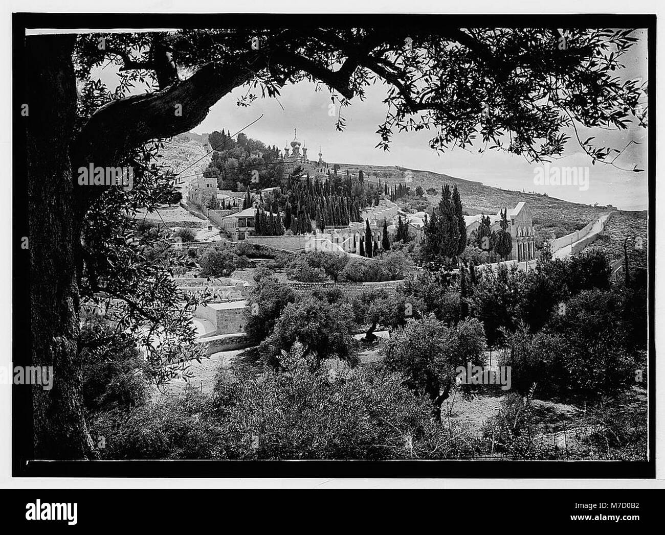 A semi-distant view of the Garden of Gethsemane, with an overhanging ...