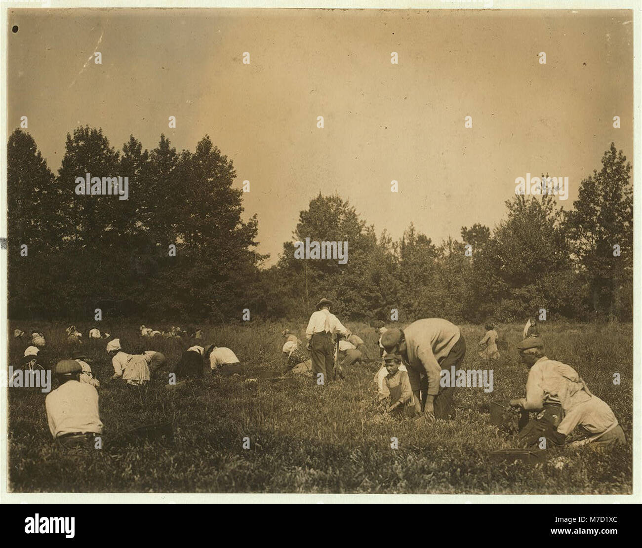 This photograph captures Forsythe's Bog near Turkeytown, New Jersey ...