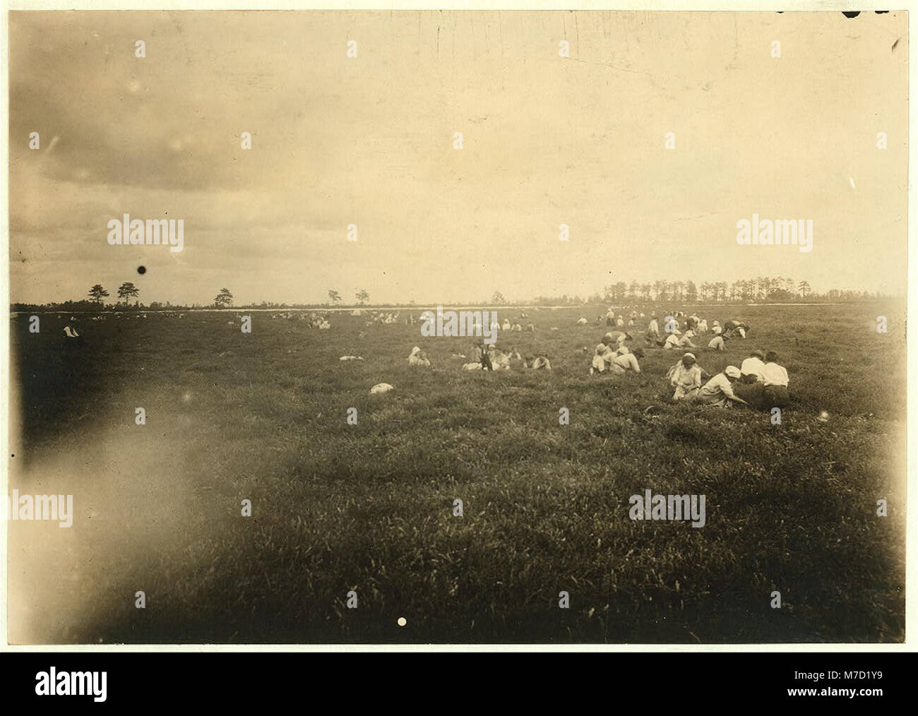 A general view of White's Bog, a historical site in New Jersey. Known ...
