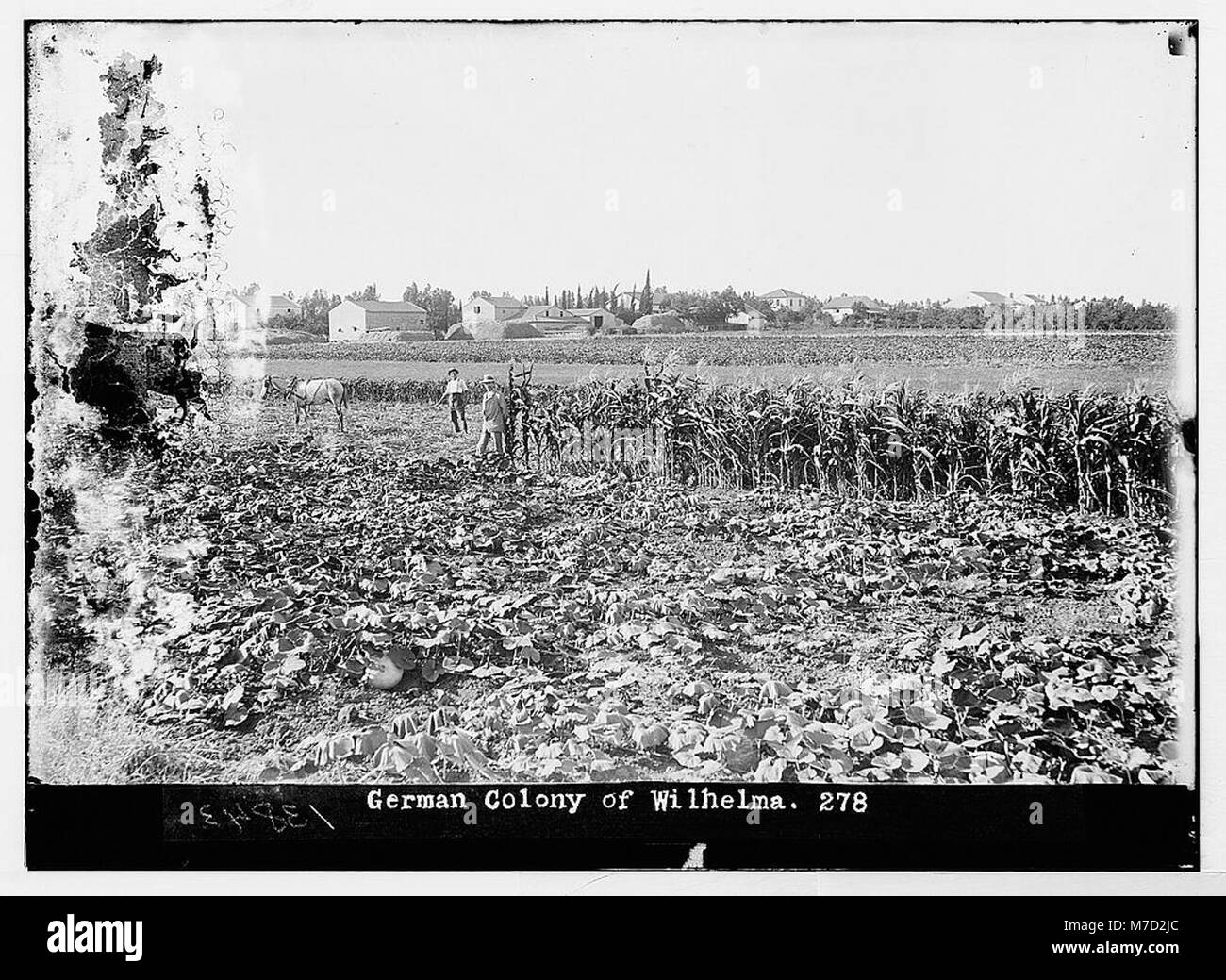 Photograph of the German colony of Wilhelma, featuring its distinct ...