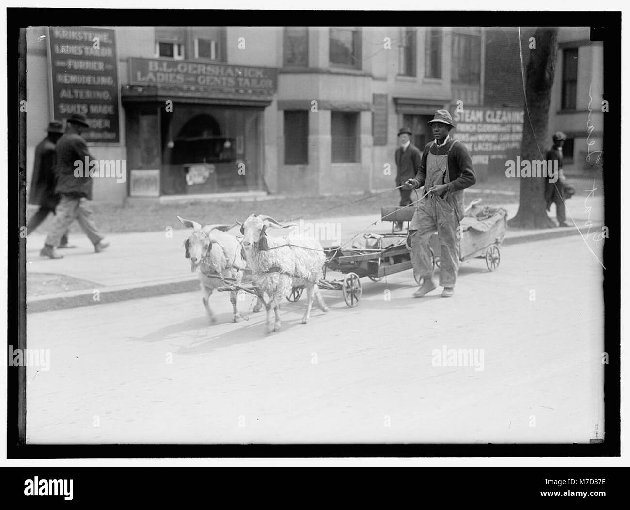 A photograph of a goat-drawn cart, representing a traditional method of ...