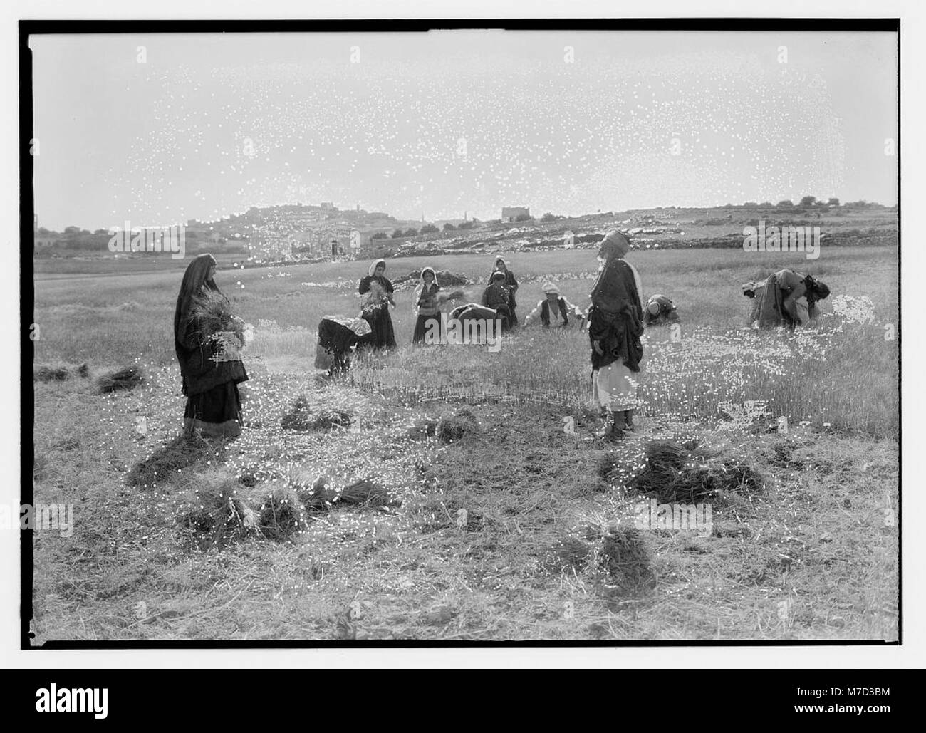 A historical reproduction of the story of Ruth the Moabitess, a ...