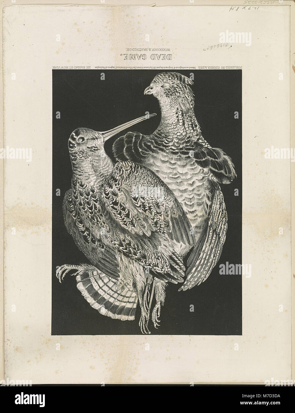 A photograph of dead woodcock and partridge birds, typically associated ...