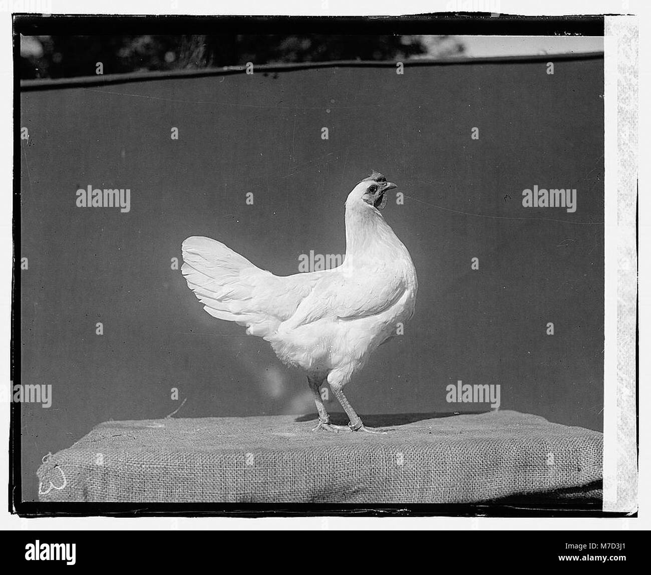 This image shows the Government Farm in Beltsville, Maryland, a site ...