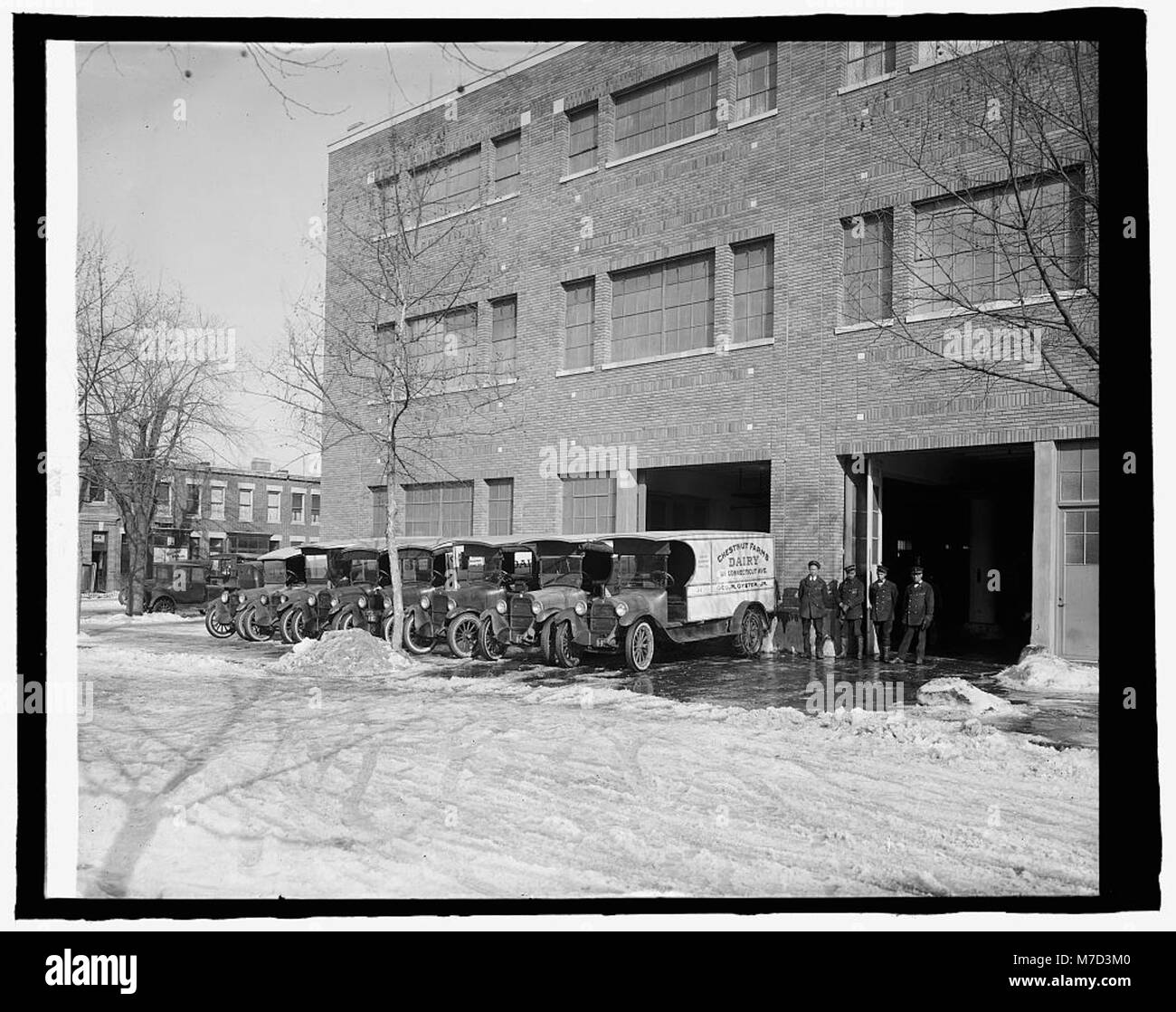 Graham Brothers' oyster trucks are shown in operation, an example of ...