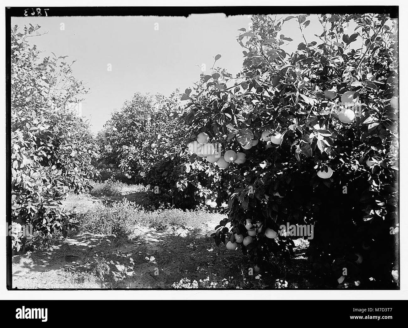 A photograph of grapefruit trees in an orchard in Rehovoth ...
