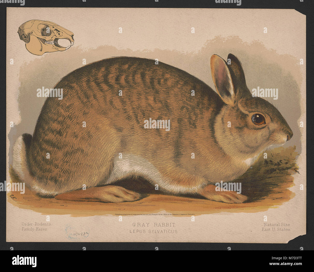 The gray rabbit, also known as Lepus sylvaticus, is a common species in ...