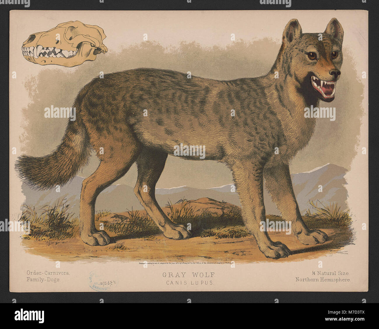 The gray wolf (Canis lupus) is a large carnivore native to North ...