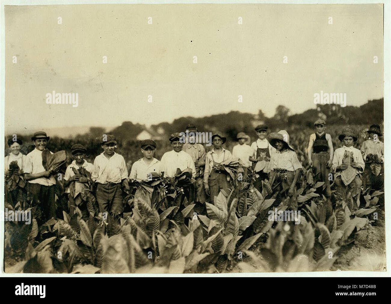 Group of pickers hi-res stock photography and images - Alamy