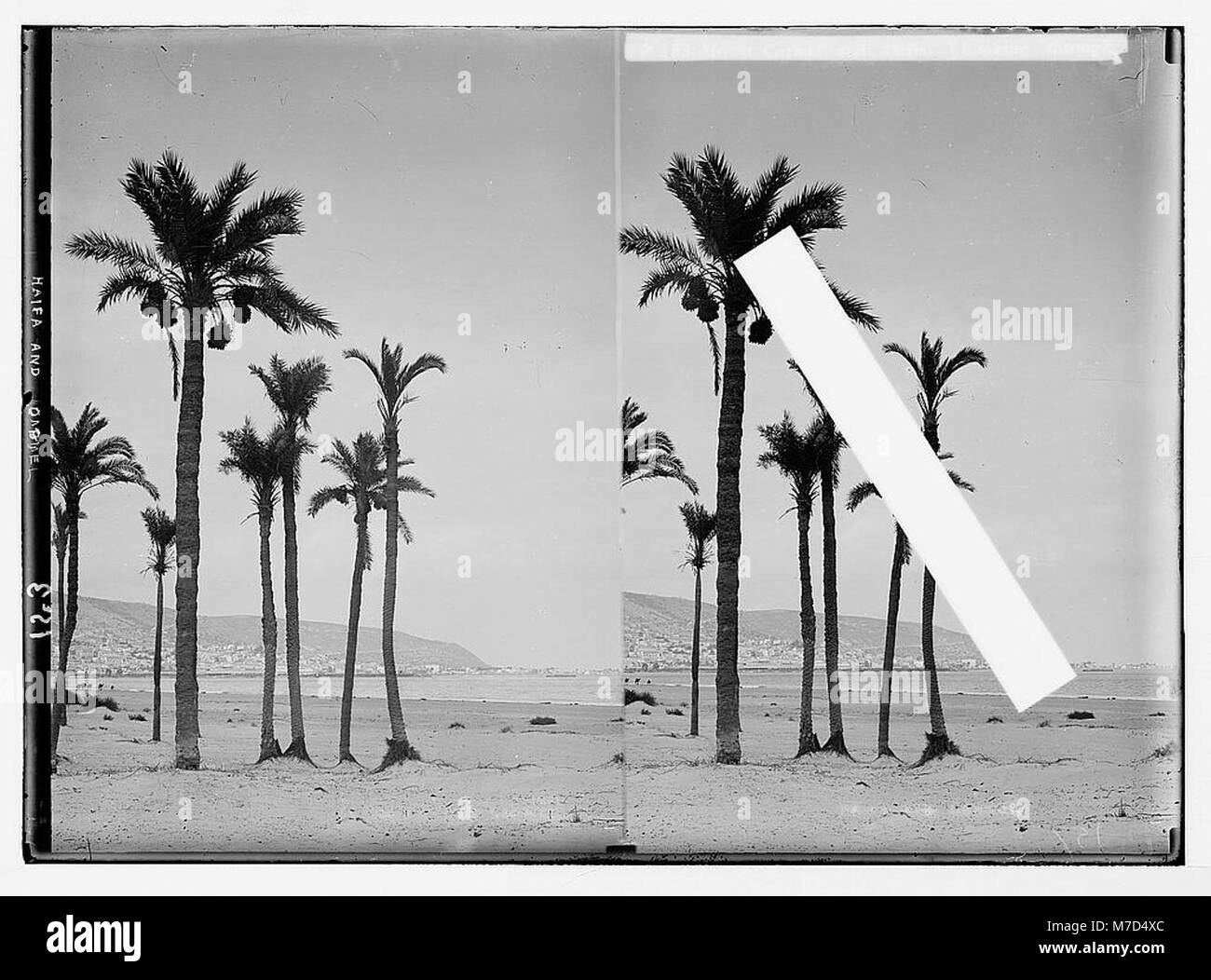 Haifa & environs. Mount Carmel & Haifa. (Looking through the palm ...