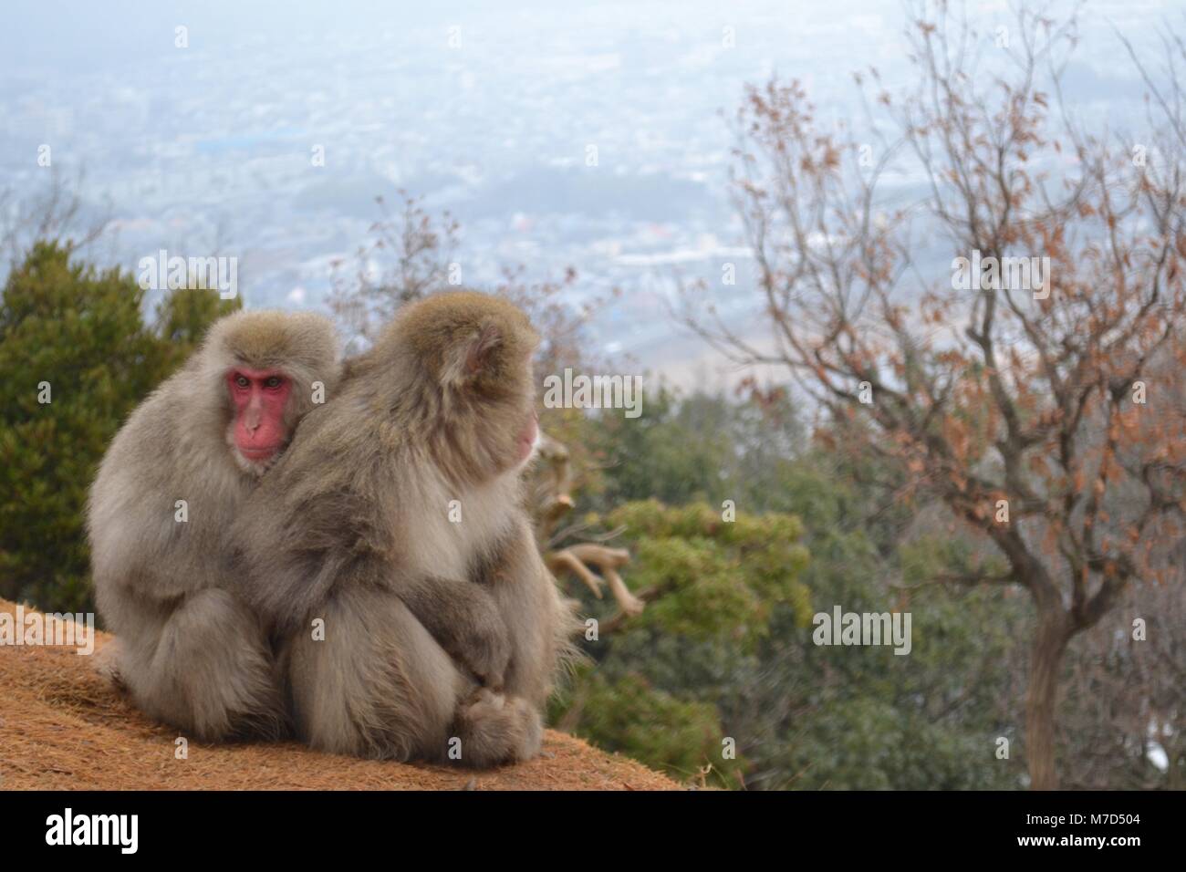 Macaque monkeys cuddling each other with Kyoto Japan in the background ...