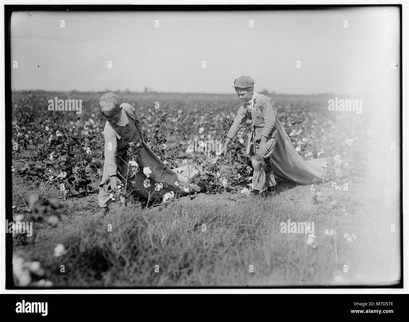 A photograph of Grady Carroll, a nine-year-old cotton picker, alongside ...