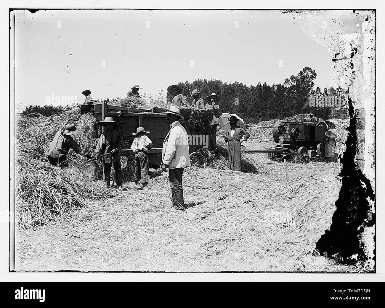 A photograph documenting the harvesting activities of a Jewish ...