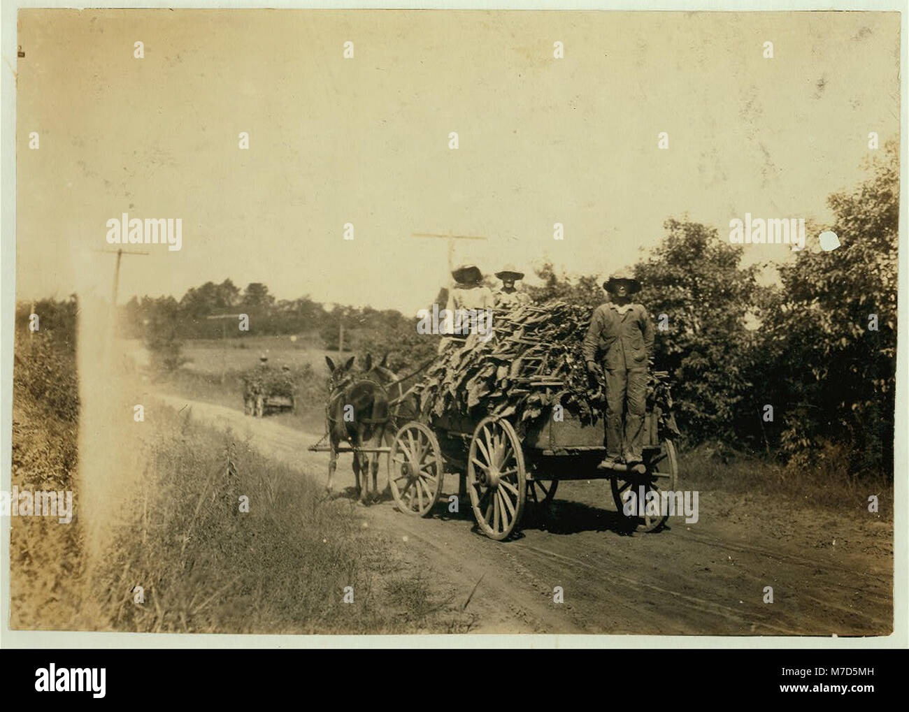 This historical image depicts workers hauling tobacco, showcasing the ...