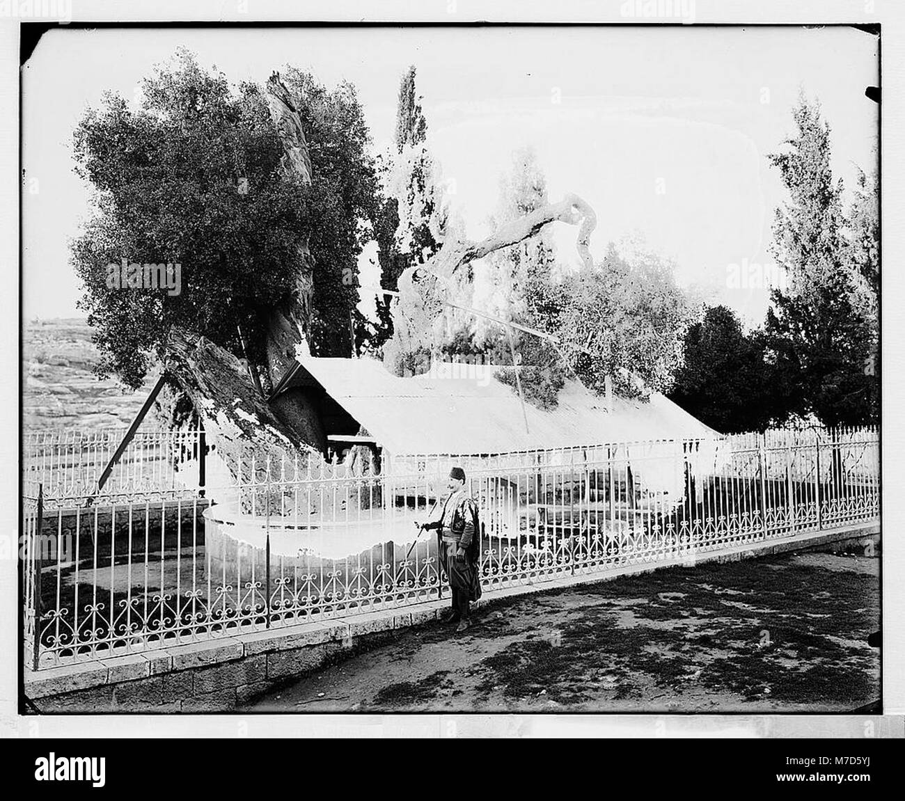 A photograph of Abraham's Oak in Hebron (El-Khalil), Israel, a historic ...