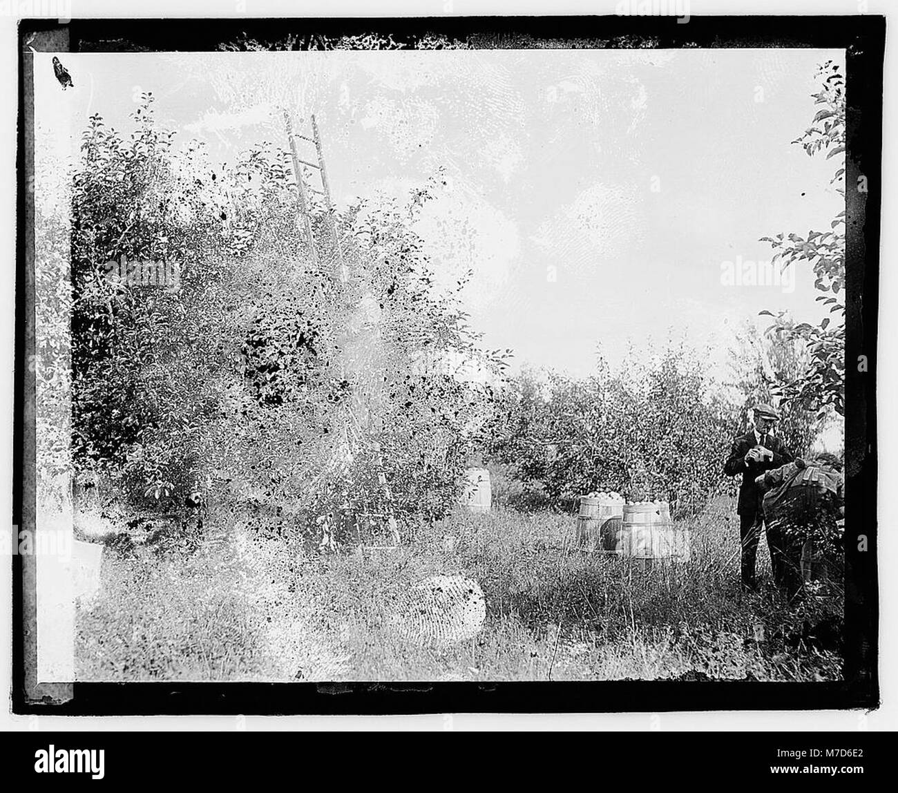 The image shows a group involved in an apple-picking activity during ...
