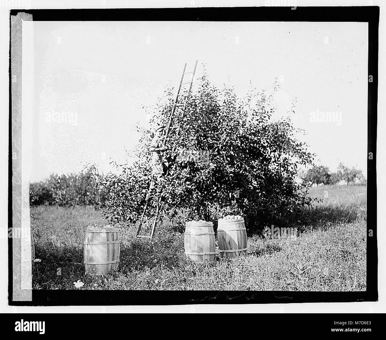 Agriculture 1920s america hi-res stock photography and images - Alamy