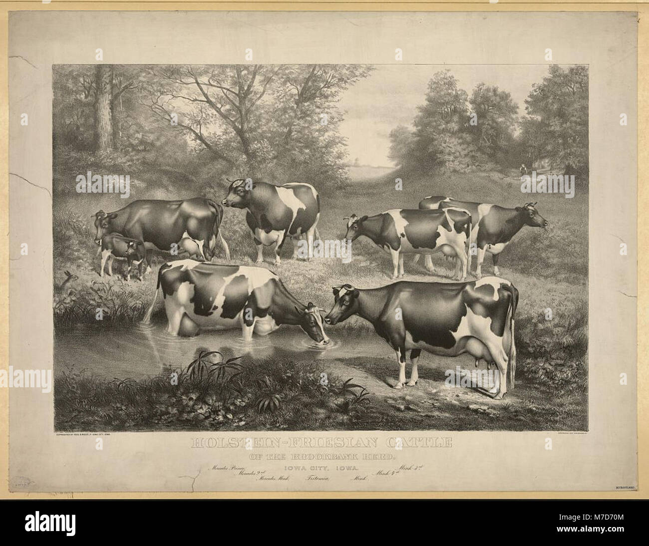 The Holstein-Friesian cattle of the Brookbank herd, raised in Iowa City ...