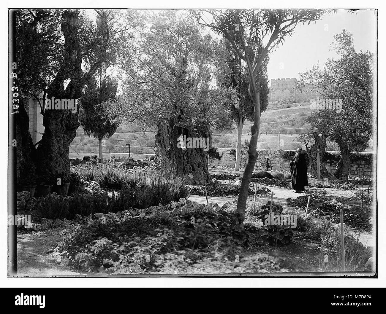 A scene from the Garden of Gethsemane in Jerusalem with the Golden Gate ...