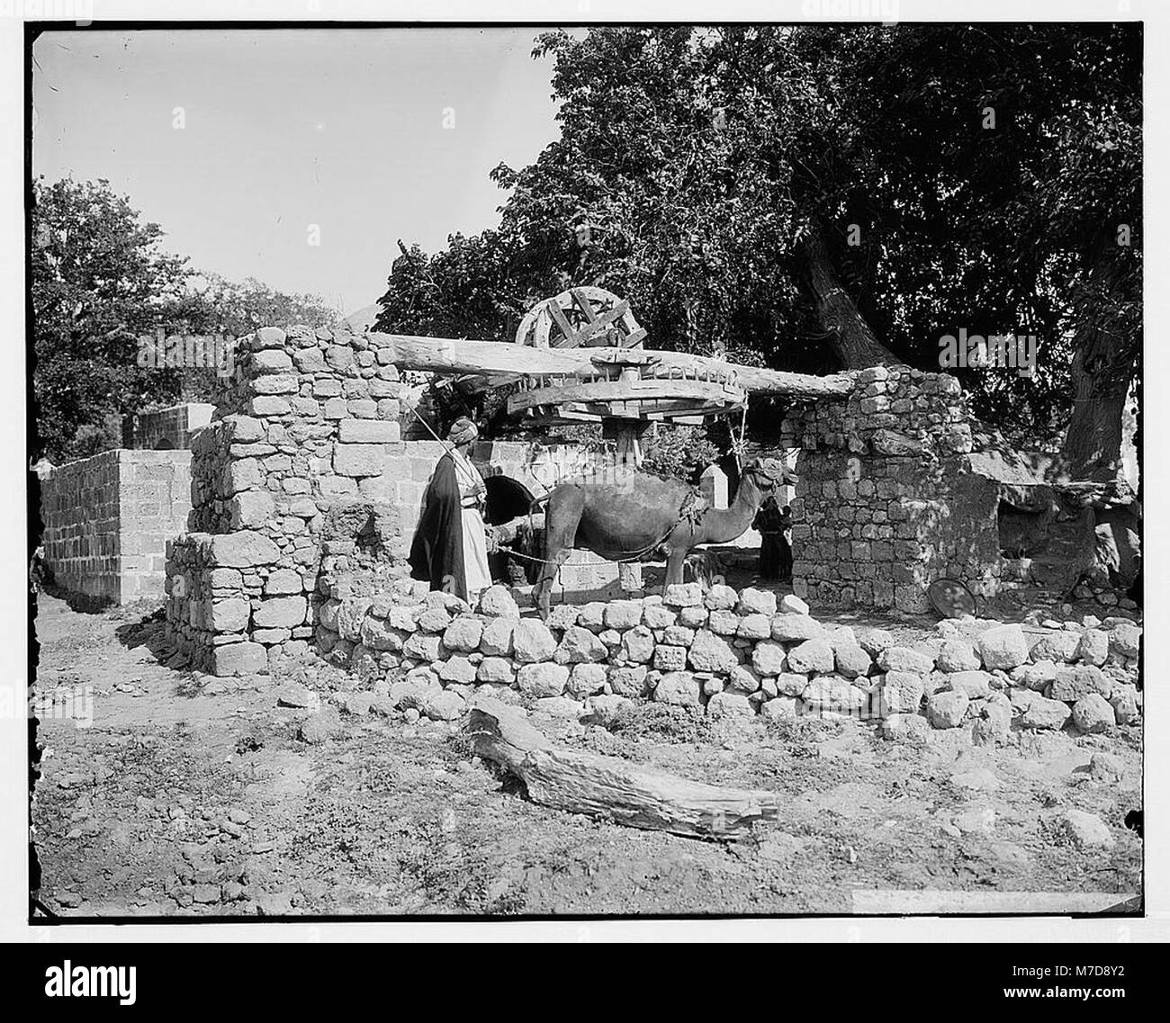 An irrigation wheel, a traditional farming tool used to distribute ...
