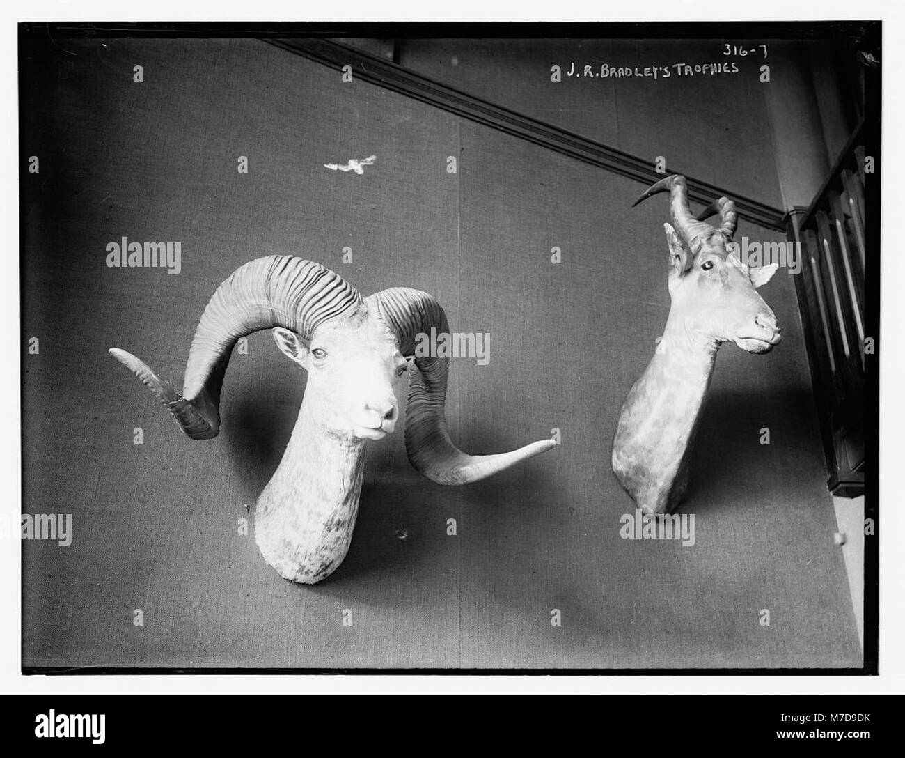 Photograph of animal trophies collected by J.R. Bradley, showcasing ...
