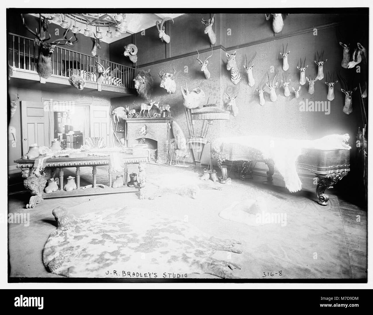 This image displays animal trophies collected by J.R. Bradley ...