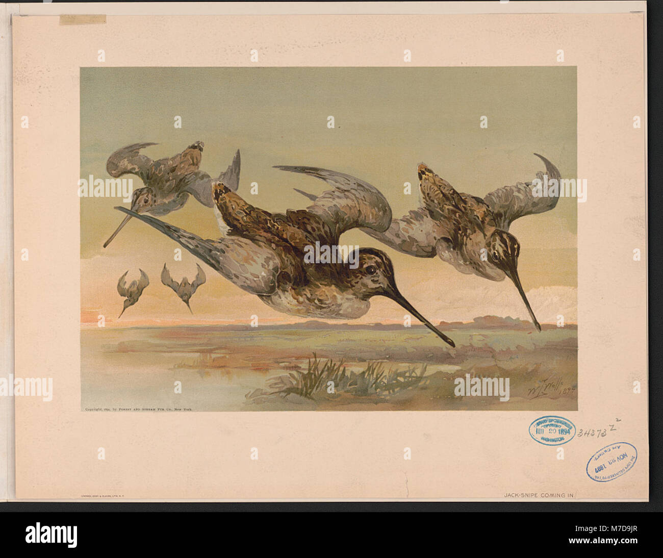 Jack snipe illustration hi-res stock photography and images - Alamy