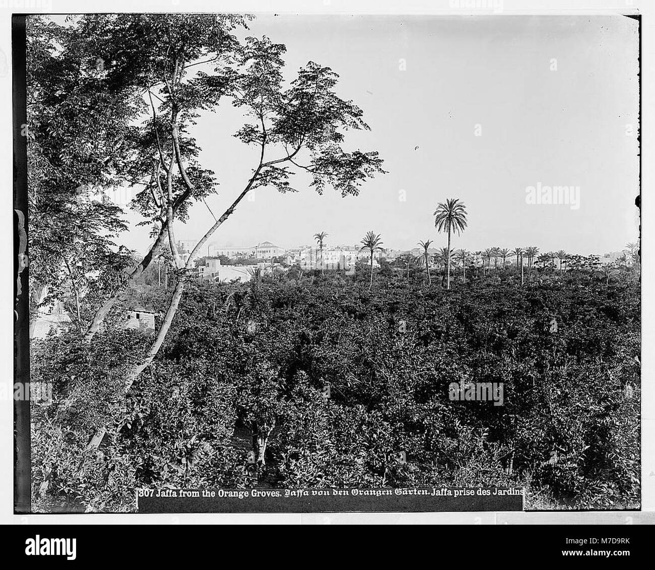 Jaffa orange groves hi-res stock photography and images - Alamy