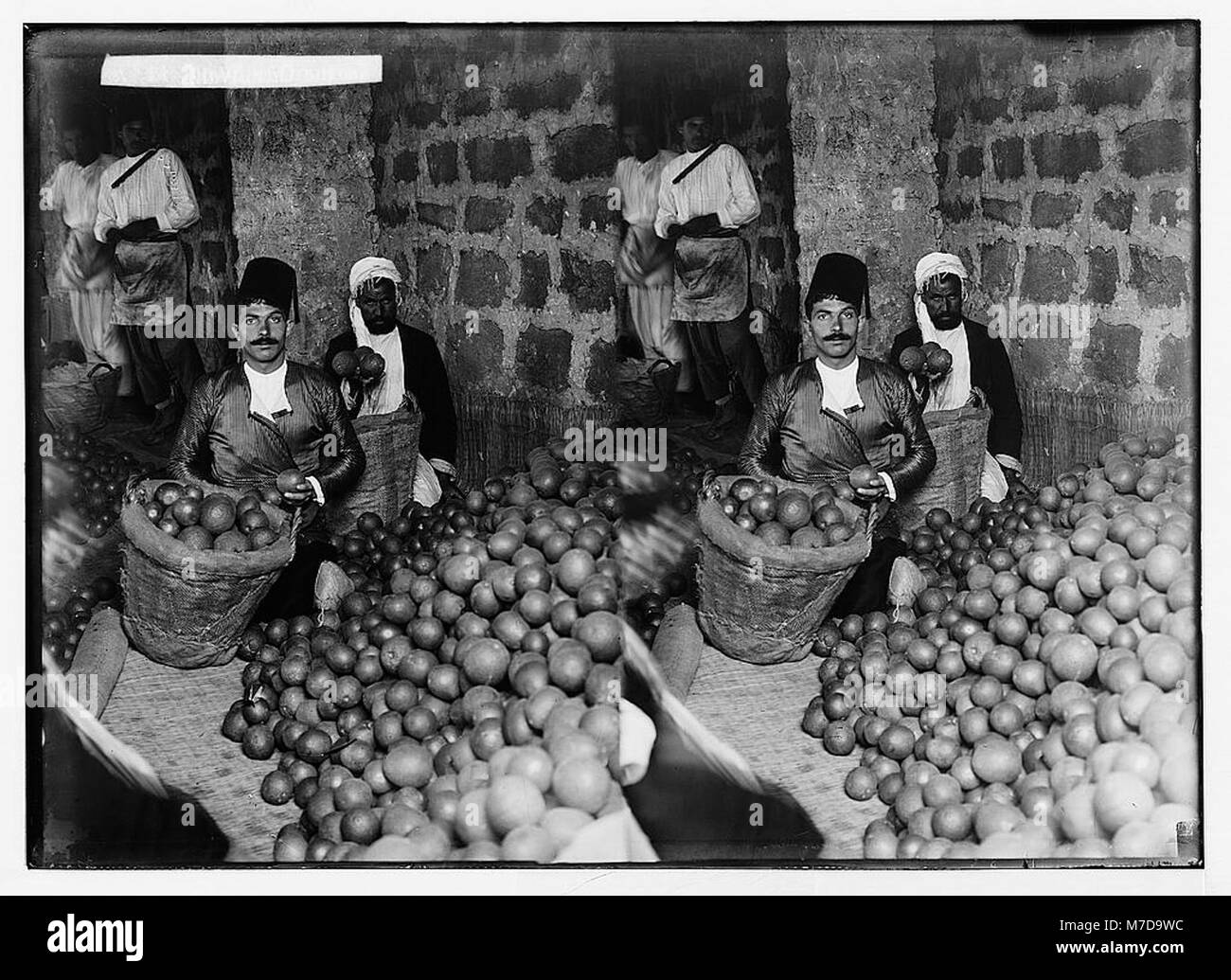 An image showcasing the grading process of Jaffa oranges, an important ...