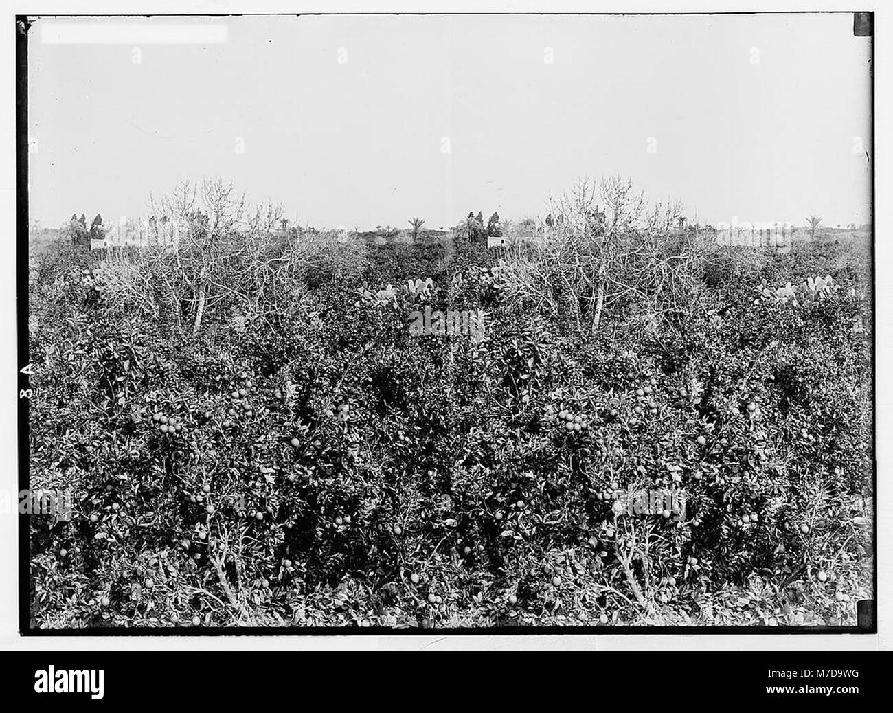 This photograph highlights the Jaffa orange culture, showcasing an ...