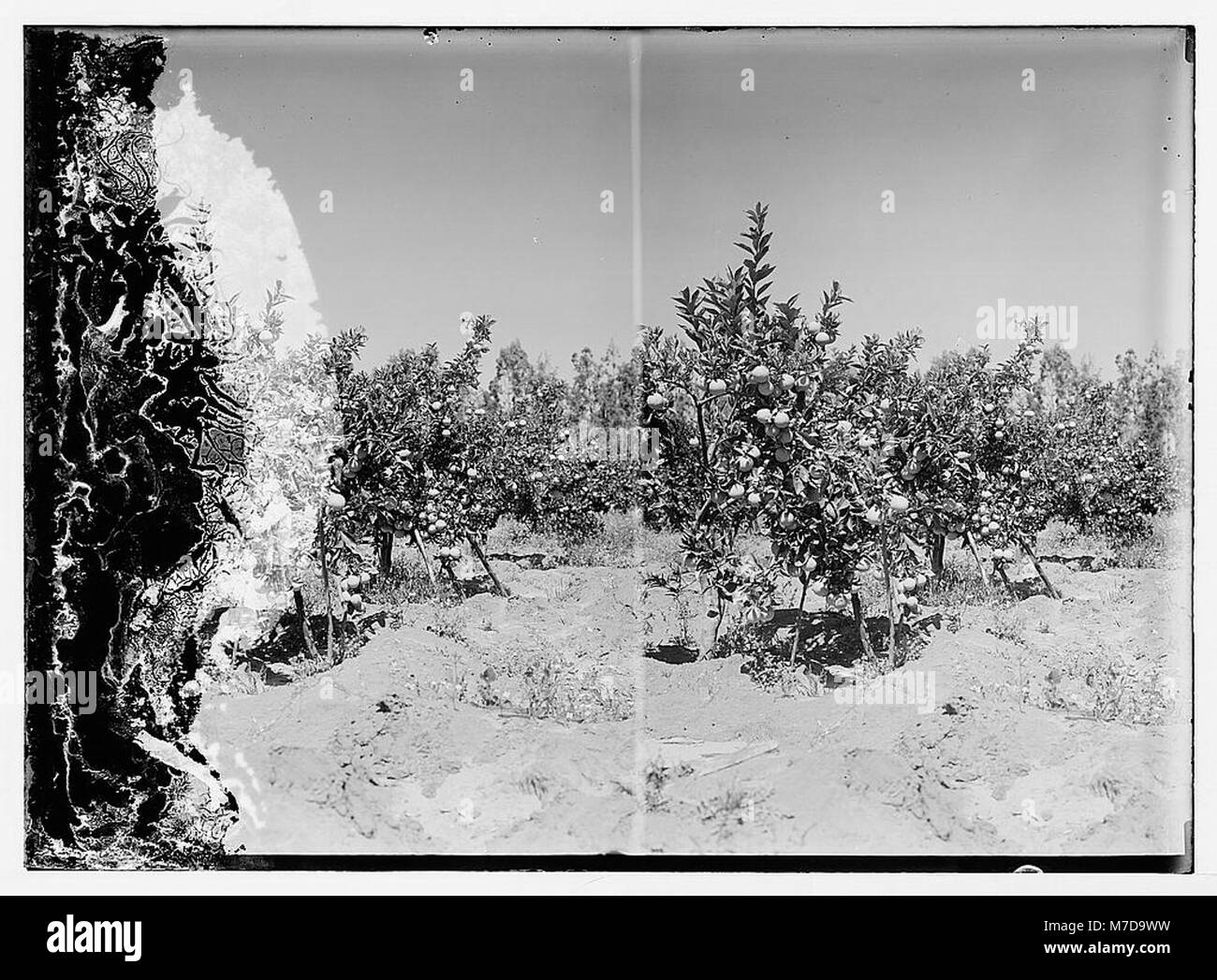 A look at the cultivation of Jaffa oranges, a key agricultural product ...