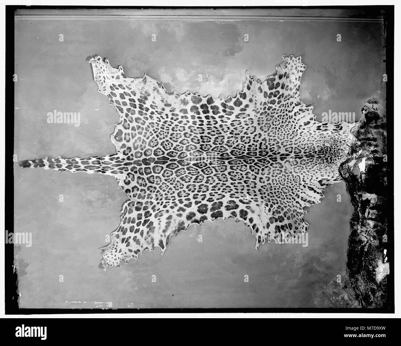 This image showcases a jaguar hide, a rare and exotic item, reflecting ...