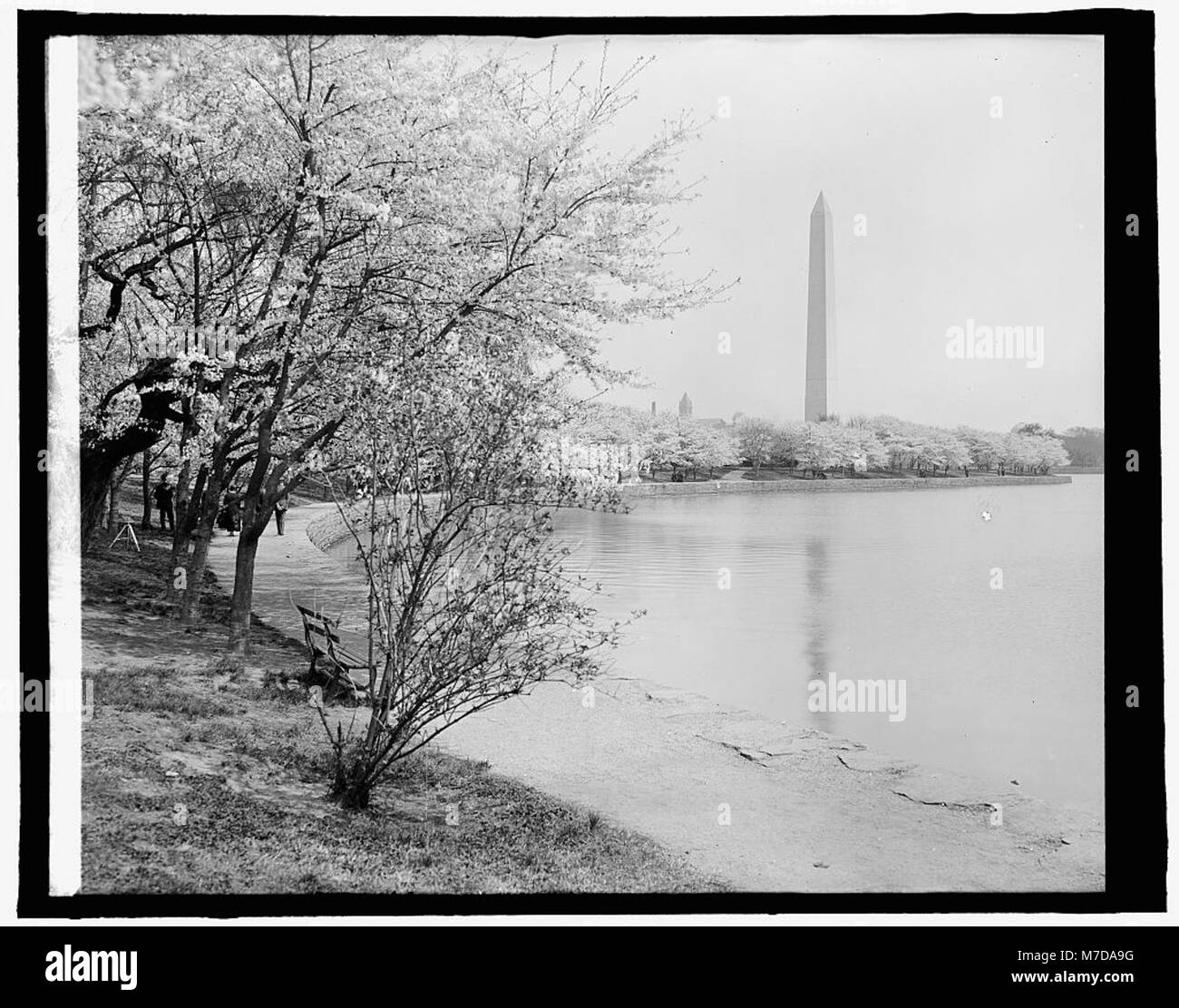 This image shows the iconic cherry trees in bloom in Washington, D.C ...