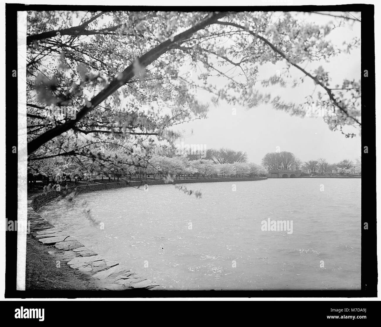 This photograph depicts the iconic Japanese cherry trees in Washington ...