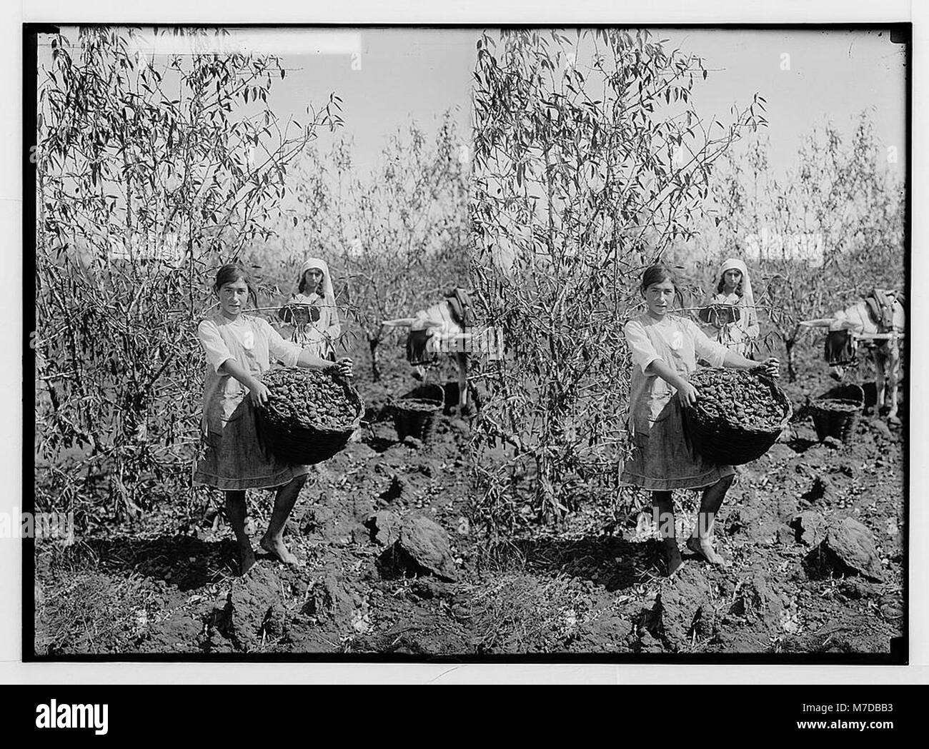 Jewish colonies and settlements. Richon le Zion. Girl, with basket of ...