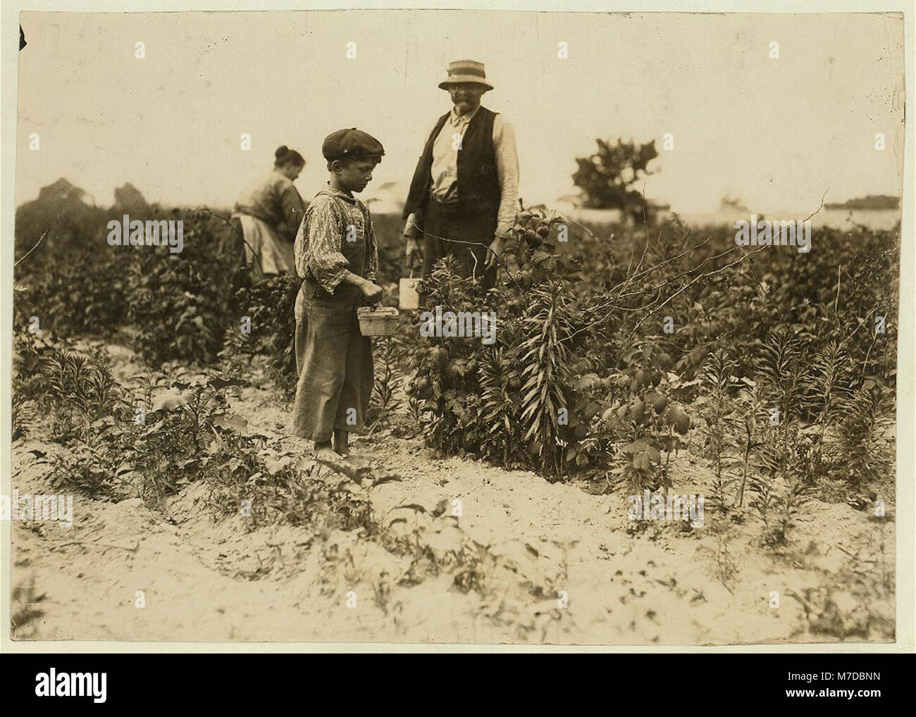 A photograph of Johnnie Yellow, a 10-year-old Polish berry picker ...