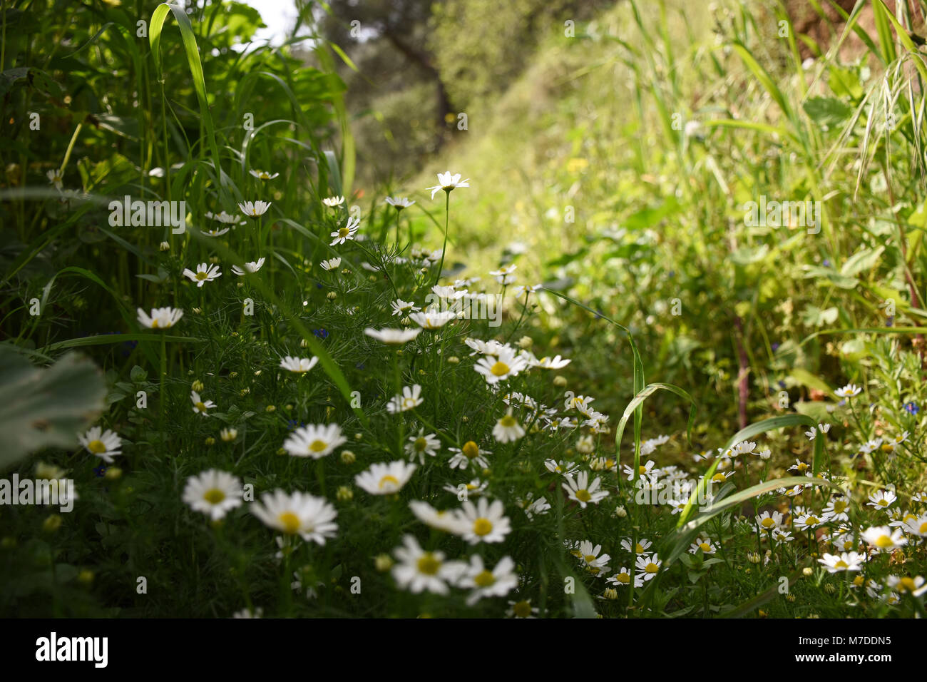 Daisy green hi-res stock photography and images - Alamy