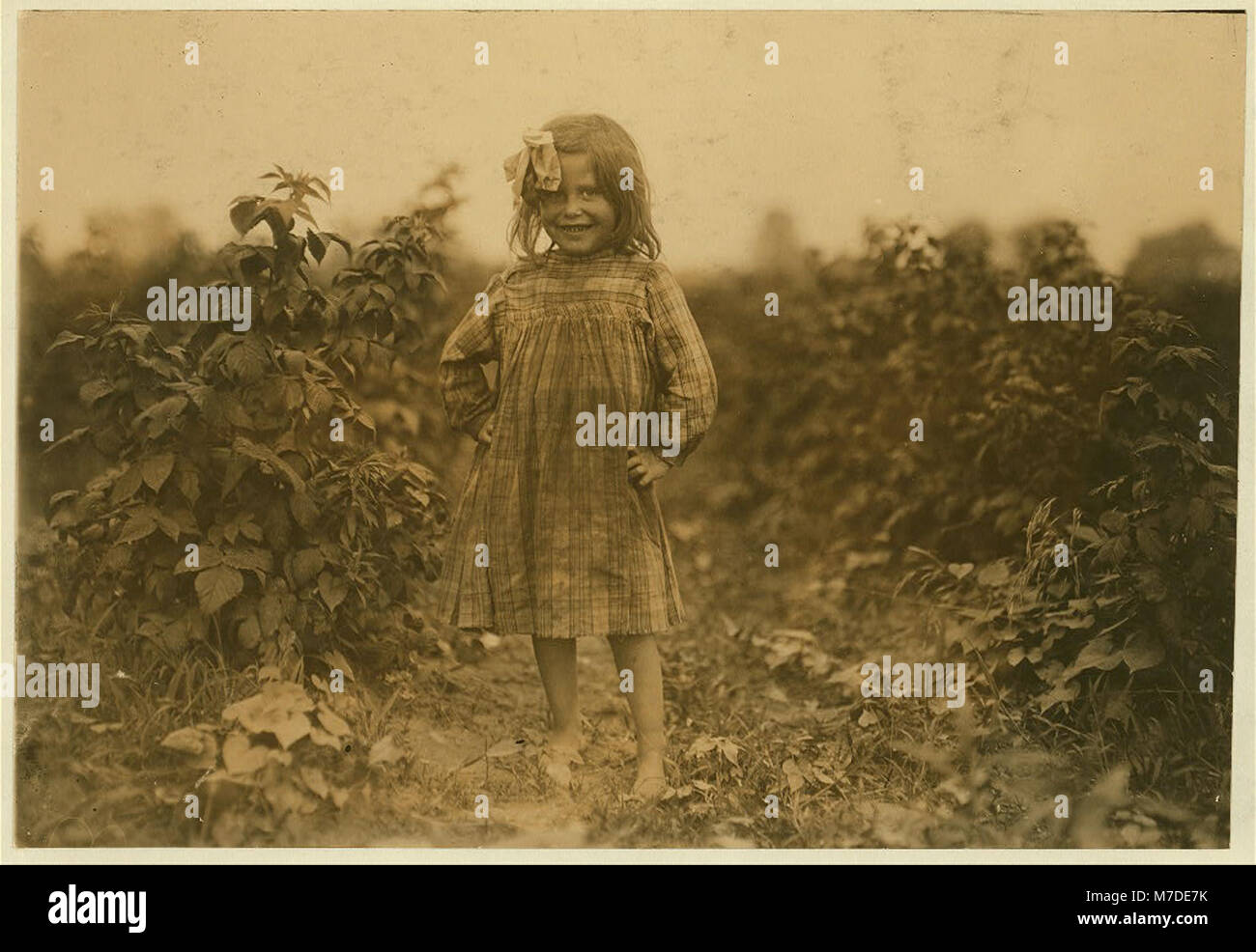 This image shows Laura Petty, a 6-year-old berry picker on Jenkins farm ...
