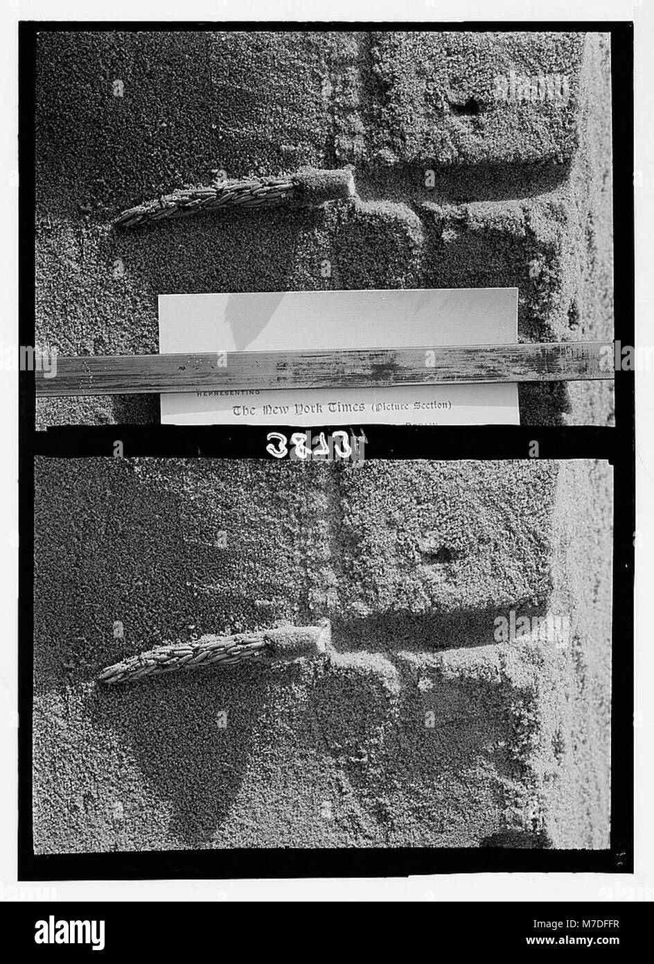 An image showing a cross section of a pouch of locust eggs laid deep in ...