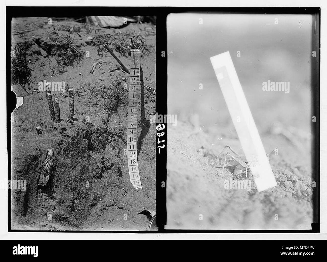 This image illustrates the aftermath of a locust plague in Palestine ...